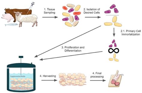 Immortalizing Cells For Cell Cultured Meat Creative Bioarray