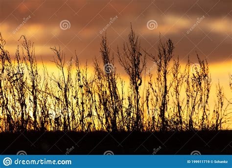 Dry Grass In A Field At Sunset Stock Image Image Of Outdoor Plant