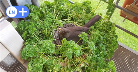 Amsel Sterben Im Norden Usutu Virus Wütet In Schleswig Holstein