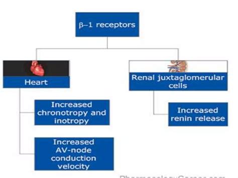 Beta Blockers Pptx