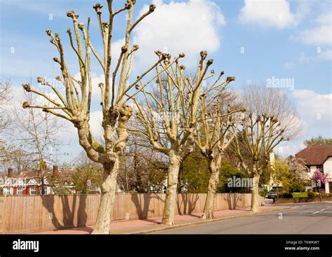 Pollarded London Plane Plantus X Hispanica Trees On A South London