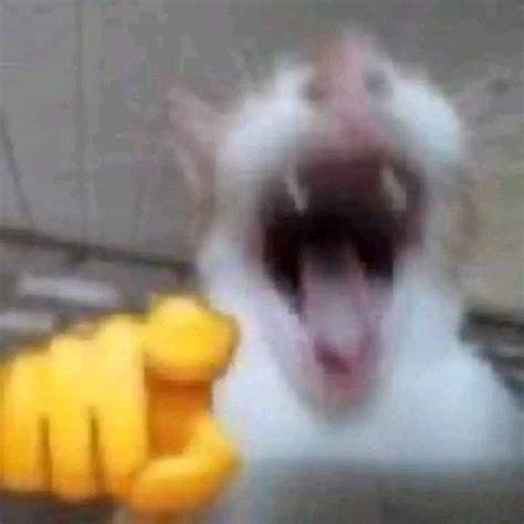 Hahahahhaha Cat Memes Funny Cats Laughing Cat