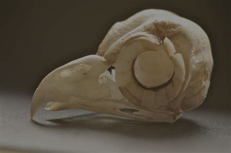 Owl Skull And Bones Close Up Photo