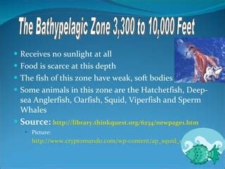 Ocean Habita Powerpoint Ppt