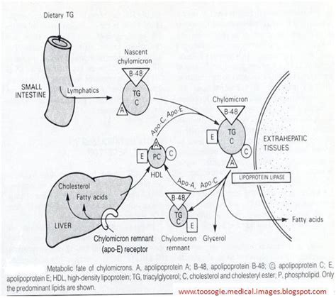 TooSogiE Medical Images IMAGE OF CHOLESTEROL AND LIPID TRANSPORT BY LIPOPROTEIN