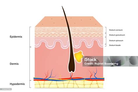Human Skin Anatomy Skin Layers Epidermis Dermis Hypodermis Stock