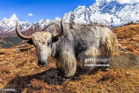 The Yak Photos And Premium High Res Pictures Getty Images