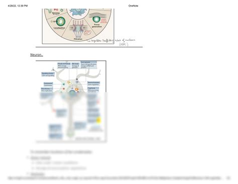 Solution Anat 262 Nuclear Phase Separation Notes Studypool
