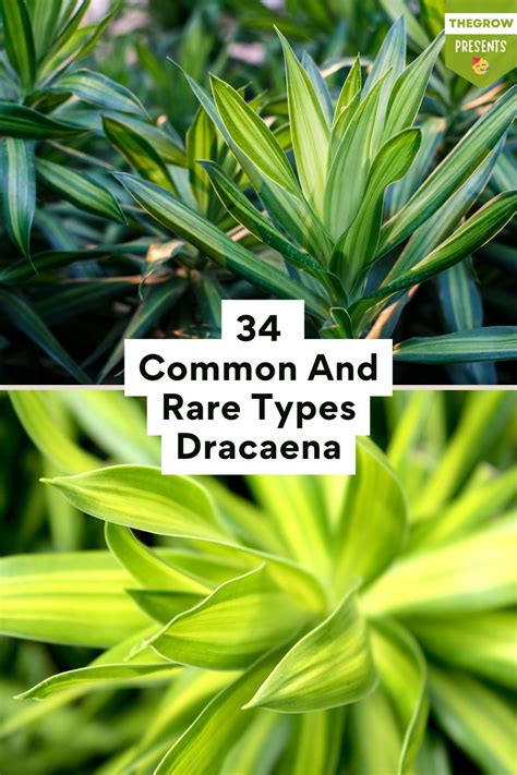Dracaena Varieties 34 Common And Rare Types Dracaena Dracena Plant
