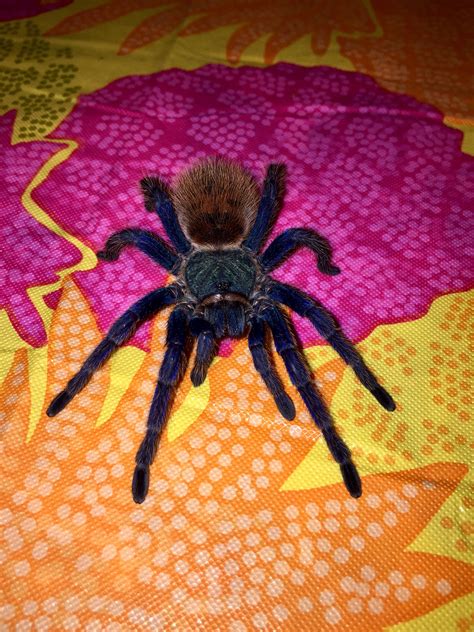 C Elegans Dwarf Tarantula Artofit