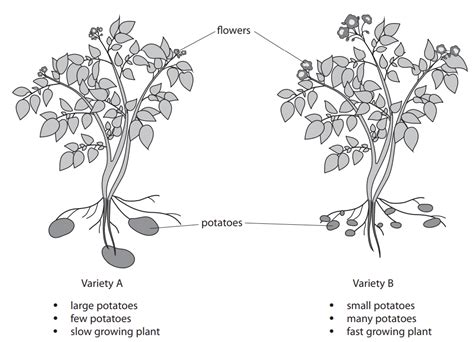 Genetic Modification Edexcel Gcse Combined Science Biology Exam