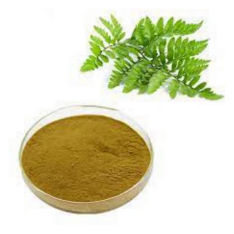Brown Polypodium Leucotomus Extract Packaging Type Hdpe Drum