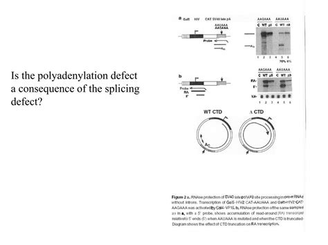Ppt Polyadenylation Powerpoint Presentation Free Download Id1286195