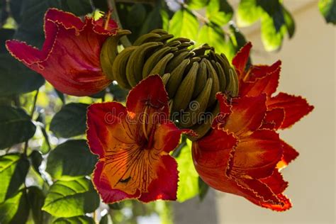 Tulip Tree Spathodea Campanulata Foto De Archivo Imagen De Flores