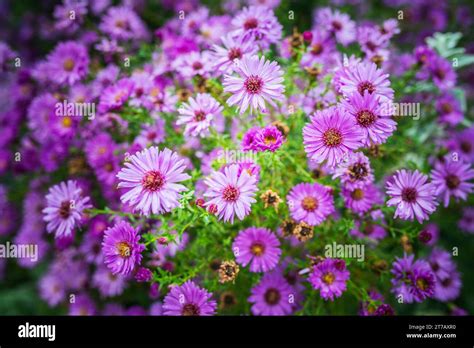 Symphyotrichum Novi Belgii Also Known As New York Aster Is The Type Species For Symphyotrichum