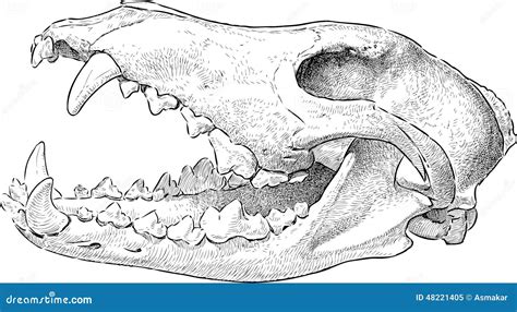 Wolf Skull Stock Vector Illustration Of Teeth Fang 48221405