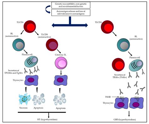 Anti Thyroglobulin Antibody Anti Tg Krown Laboratory And Referral Center