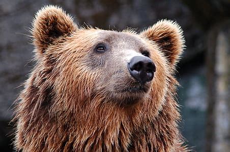 Royalty Free Photo Brown Bear Beside Body Of Water During Daytime