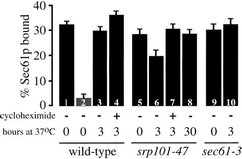 Ribosome Binding To Sec61p Wild Type Sec61 3 And Srp101 47 Cells