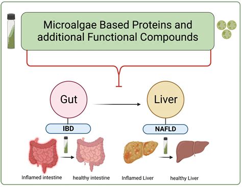Microalgae As A Sustainable Source Of Protein And Food Ingredients
