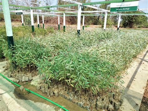 နတ်မောက်မြို့နယ် အပူပိုင်းဒေသစိမ်းလန်းစိုပြည်ရေးဦးစီးဌာနမှ ၂၀၂၅ ခုနှစ