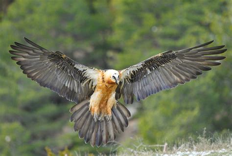 Bearded Vulture Impressive Wingspan Huge Tail Feathers Flickr