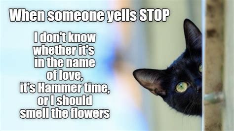 Stop Lolcats Lol Cat Memes Funny Cats Funny Cat Pictures
