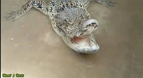 Fisik Buaya Liung Alami Kelainan Moncong Melengkung Dan Sebagian Giginya Hilang