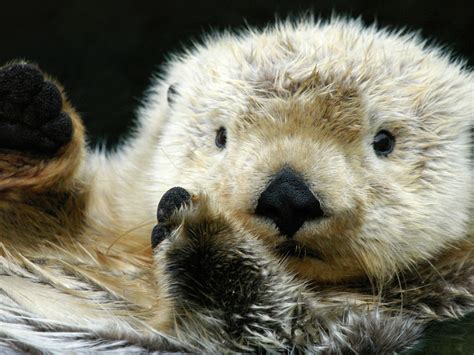 Sea Otter Teeth