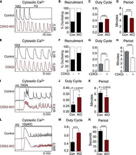 Cdk2 Limits The Highly Energetic Secretory Program Of Mature β Cells By