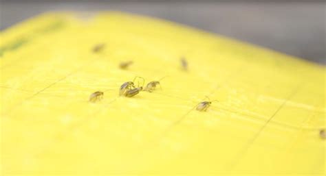 Traitanswers How To Set Up Sticky Traps In A Corn Field Crop