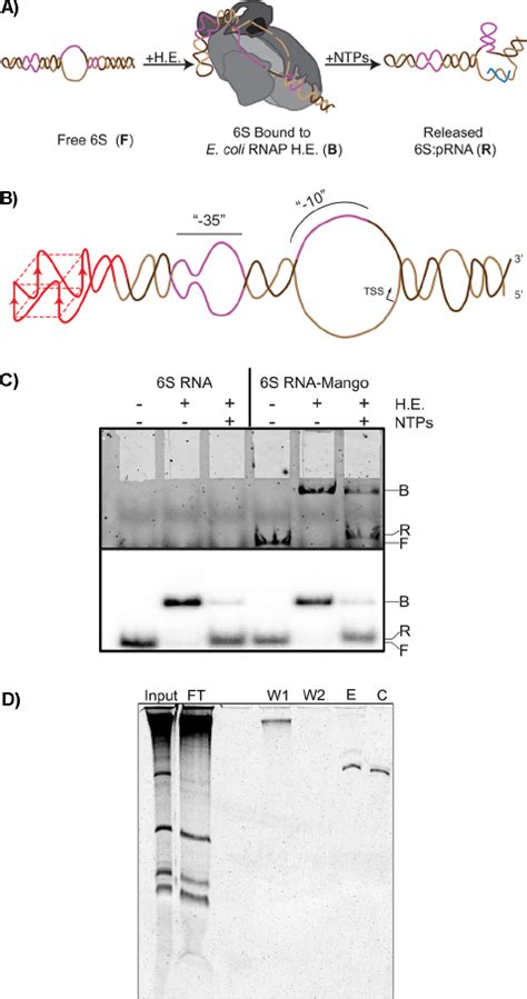 Rna Mango Allows Monitoring Of 6sholoenzyme Complex Formation And Puri