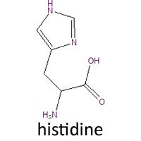 World Of Biochemistry Blog About Biochemistry Amino Acid With