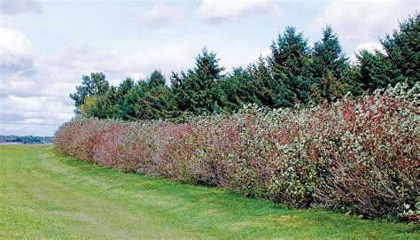 Windbreaks