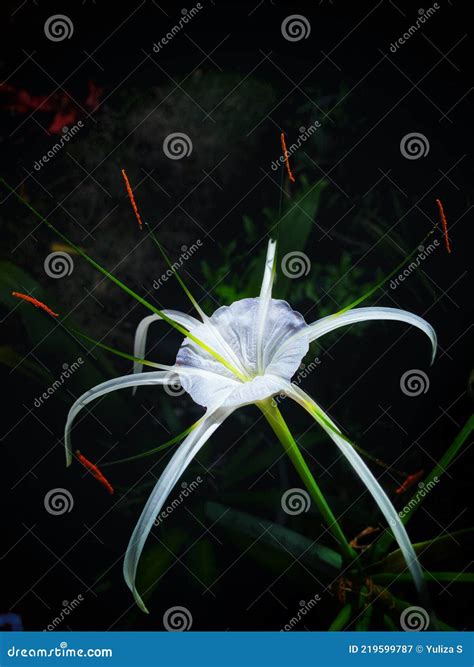 White Lily Stock Image Image Of Dark White Bakung