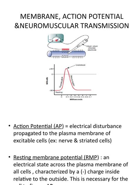 Membrane Action Potential Slides Pdf Action Potential Membrane