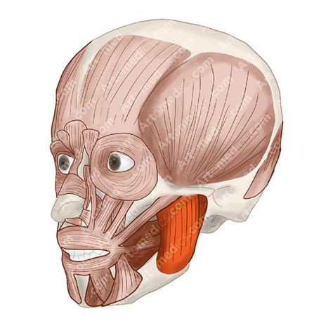 Masseter Muscle Anterolateral View Artomedics Studio