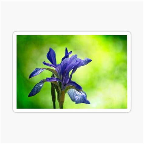 Iris Flower Sticker For Sale By Abshir Redbubble