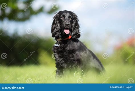 Cocker Spaniel Nero In Giardino Fotografia Stock Immagine Di Nero Mammifero 70321042