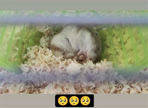 Too Cute😭😭😭 Rhamsters