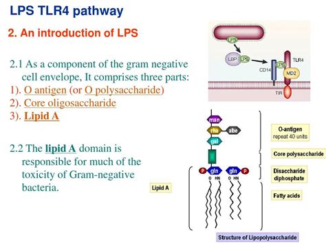 Lps Tlr4 信号通路word文档在线阅读与下载无忧文档
