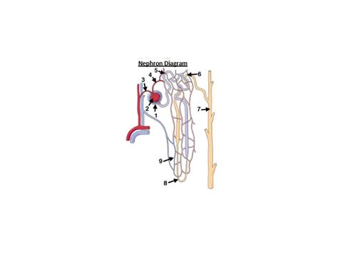 Nephron Labeling Diagram — Printable Worksheet
