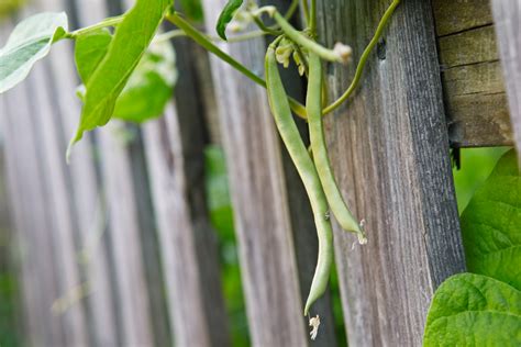 9 Best Types Of Pole Beans To Grow In Your Vegetable Garden