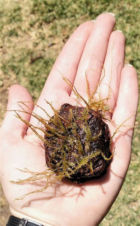 Java Moss On Bark Aquatic Plants Sa