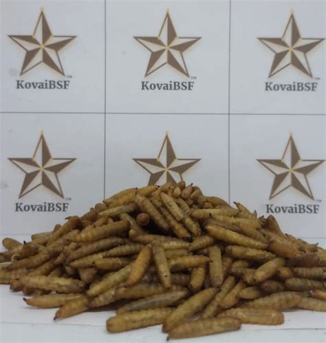 Puffed Bsfl Packaging Size 10kgs At ₹ 350 Kg In Perundurai Id