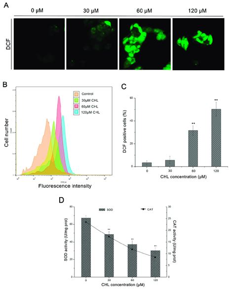 Analysis Of Ros Production And Antioxidant Enzyme Activity In Hepg2