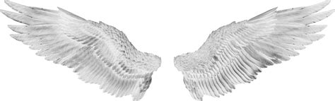 Seashells Background Bilder Durchsuchen 325336 Archivfotos