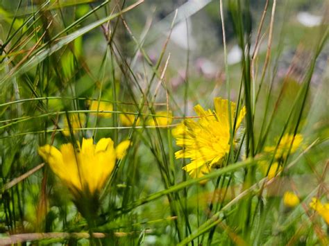 Flori De La Munte Needitate Samsung Community