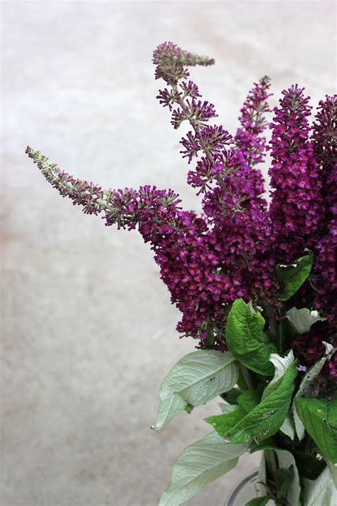 Buddleia Stevens And Son Wholesale Florist