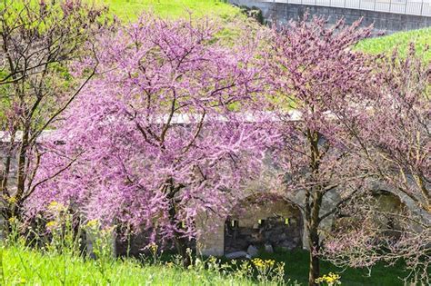 Premium Photo Flowering Cercis Tree In Urban Park In Spring